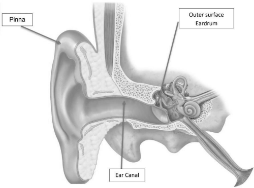 CBSE Class 5 Science Nervous System And Sense Organs Worksheet